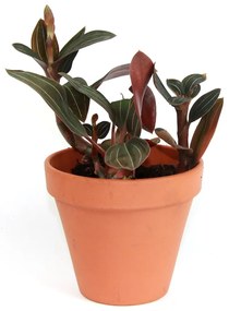 Ludisia discolor, průměr 12 cm Ludisie