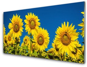 Obraz na skle Slunečníce Rostlina 140x70 cm