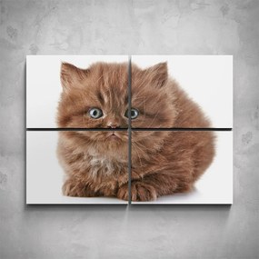 4-dílný obraz - Hnědé kotě - PopyDesign