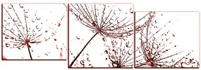 Obraz na plátně - Pampelišková semínka s kapkami vody - panoráma 5202KE (90x30 cm)