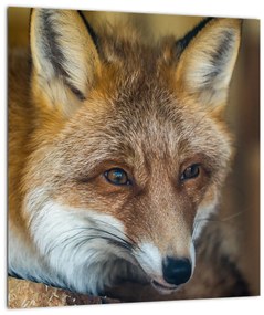 Obraz lišky (30x30 cm)