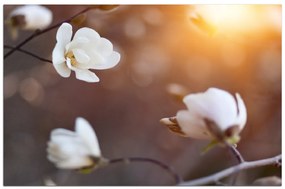Obraz na plátně - Krásná bílá magnolia 102A (100x70 cm)