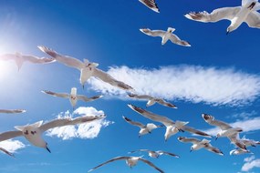 DIMEX | Samolepicí vliesová fototapeta na zeď Letící hejno ptáků MA-5-0398 | 375 x 250 cm | modrá, bílá