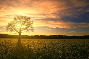 Samolepící fototapeta osamělého stromu