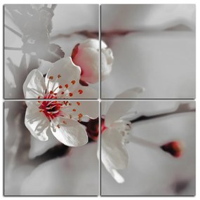 Obraz na plátně - Květ třešně - čtverec 358FE (60x60 cm)