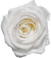 Hlavy růží - premium 4 ks White - bílá