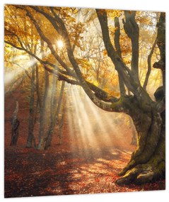 Obraz - Podzimní svit (30x30 cm)