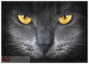 Fototapeta vliesová jednodílná Kočka