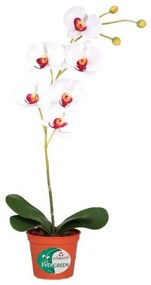 XXXLutz ORCHIDEJ orchidej 60 cm - 0030910241