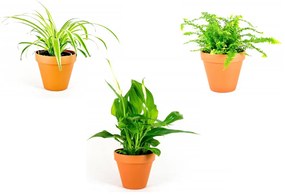 Pokojová rostlina Set rostlin čistících vzduch ve stínu