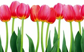 Vliesová fototapeta Dimex Tulips XL-536 | 330x220 cm