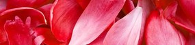 Fototapeta na linku Red Petals 260 x 60 cm | KI260-056