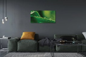 Obrazy na plátně Kapky tráva makro 140x70 cm