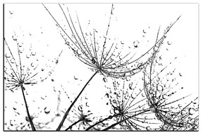 Obraz na plátně - Pampelišková semínka s kapkami vody 1202QA (120x80 cm)