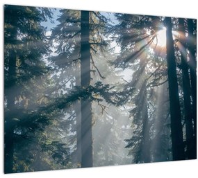 Skleněný obraz stromů s průsvitajícím sluncem (70x50 cm)