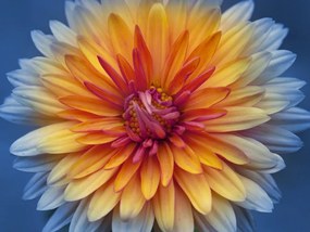 Vícedílný obraz Chryzantéma Květina Zblízka 3D Nedostatek Nedostatek Přírodní plátno 160x120