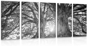 5-dílný obraz černobílé majestátní stromy Varianta: 100x50