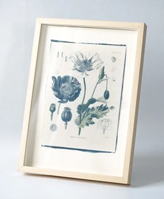 Botanická fotografie na zeď - Mák - 21 x 30 cm (A4) / s rámem