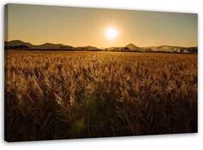 Obraz na plátně Příroda kukuřičného pole - 120x80 cm