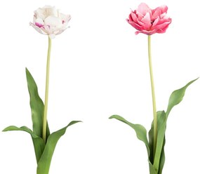 Tulipán H71 růžový / bílý barva / provedení: světle růžová