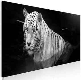 Obraz - Shining Tiger (1 Part) Black and White Narrow