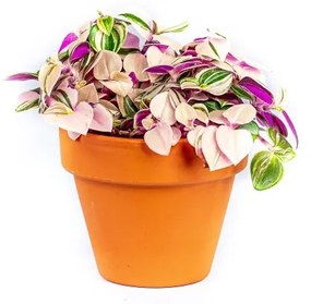 Gardners Tradescantia albiflora RAINBOW, průměr 6-7,5 cm