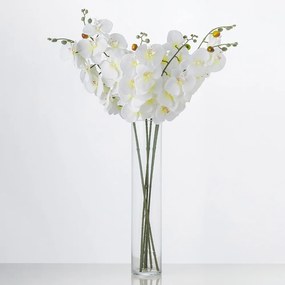 Exkluzivní orchidej BARBARA bílá. Cena je za 1 kus.