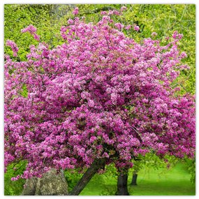 Obraz rozkvetlého stromu na louce (30x30 cm)