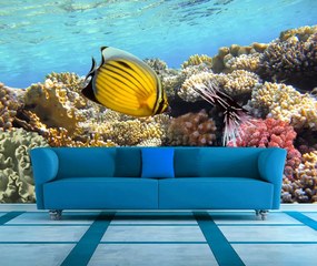 Tapeta - Mořské rybky (120x80 cm) - PopyDesign