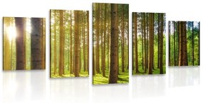 5-dílný obraz ráno v lese - 100x50 cm