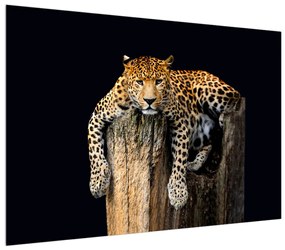 Obraz geparda (100x70 cm)