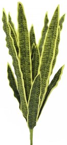 Sansevieria (tchýnin jazyk), 60 cm