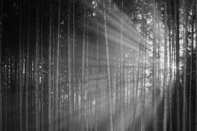 Fototapeta slunce za stromy v černobílém