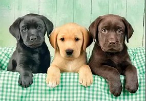 CLEMENTONI Puzzle Tři labradoři / 1000 dílků / od 18 let
