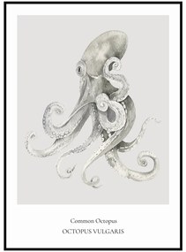 Plakát Common Octopus A4 (21 x 29,7 cm)
