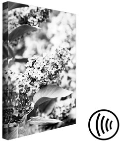 Obraz Kvetoucí šeřík - černobílá fotografie šeříkového keře s květinami