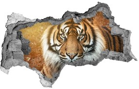 Wallmuralia Díra 3D fototapeta na stěnu Bengálský tygr 95x73 cm