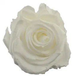 Hlavy růží - mini 12 ks White - bílá