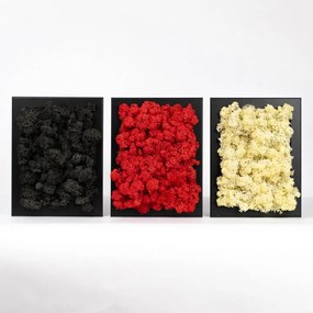 Mechové obrazy - barevný set | 18x13 cm | 3 ks - černý rám