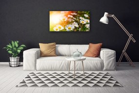 Obraz na plátně Sedmikrásky Květiny Paprsky 120x60 cm