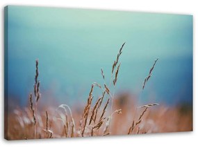Obraz na plátně Tráva Příroda RostlinyTyrkysová - 90x60 cm