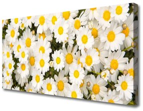 Obraz na plátně Sedmikrásky Květiny 140x70 cm