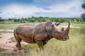 DIMEX | Samolepicí vliesová fototapeta na zeď Procházející se nosorožec MA-5-0455 | 375 x 250 cm | zelená, modrá, hnědá