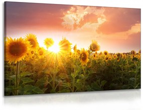 Malvis ® Obraz slunečnice při západu slunce Velikost (šířka x výška): 60x40 cm