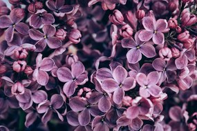 Tapeta šeřík fialové květy - 375x250 cm