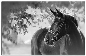 Obraz na plátně - Černý kůň 1220QA (90x60 cm  )