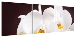 Obraz květů orchideje (120x40 cm)