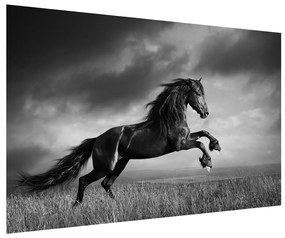 Černobílý obraz koně (120x80 cm)