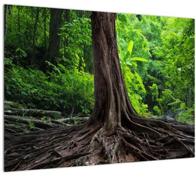Skleněný obraz - Starý strom s kořeny (70x50 cm)