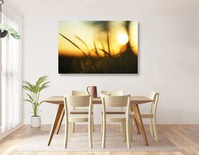 Obraz zapadající slunce v trávě Varianta: 120x80